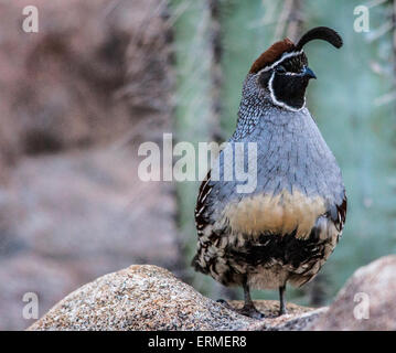Quail in the Arizona desert, Mohave County Arizona Stock Photo - Alamy