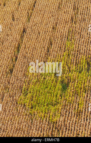 Farm crops, Rukuhia, near Hamilton, Waikato, North Island, New Zealand ...