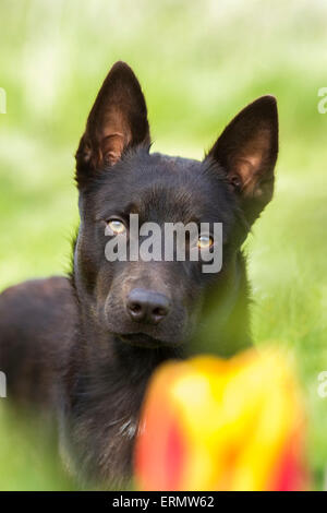 Australian Kelpie in summer Stock Photo - Alamy