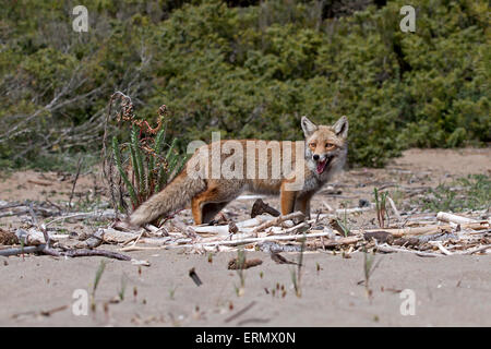 Red Fox (Vulpes vulpes), Tuscany, Italy Stock Photo - Alamy
