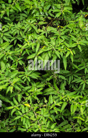 Ongaonga / New Zealand stinging nettle (Urtica ferox) close up of the ...