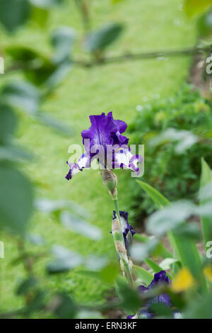 Iris Stepping Out, Tall Bearded iris, Iris germanica Stepping Out ...
