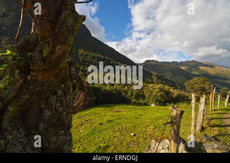 Fence by the Cloudforest, Cajas National Park, Azuay, Ecuador Stock ...