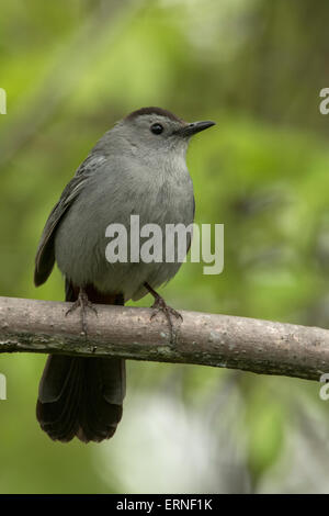gray catbird (Dumetella carolinensis), also spelled grey catbird, New ...