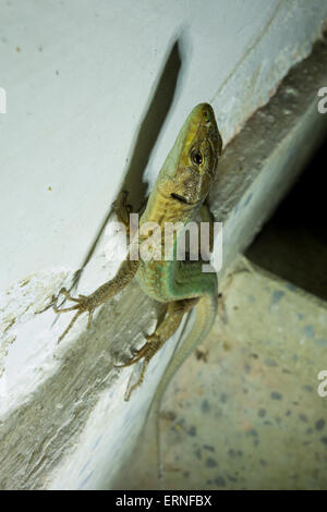 Close up of the filfola lizard or Maltese wall lizard on the lava stone ...