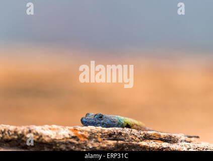 Blue headed lizard Stock Photo - Alamy