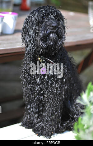 A wet black cockapoo dog after a swim in the sea Stock Photo - Alamy