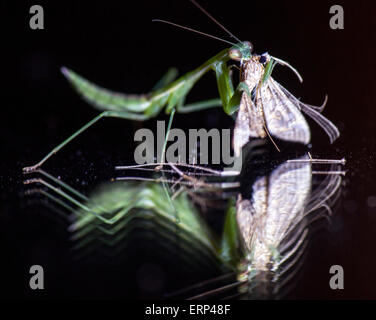 Praying Mantis (Mantodea) feeding on moth Mara Naboisho conservancy ...