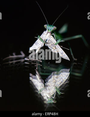 Praying Mantis (Mantodea) feeding on moth Mara Naboisho conservancy ...