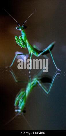 Praying Mantis (Mantodea) Mara Naboisho conservancy Kenya Africa Stock ...