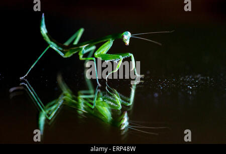 Praying Mantis (Mantodea) Mara Naboisho conservancy Kenya Africa Stock ...