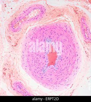 micrograph of blood vessel, artery and vein Stock Photo: 79659002 - Alamy