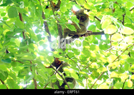 Bitung, Indonesia. 06th June, 2015. A tarsier (Tarsius tarsier ...