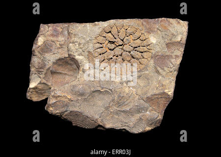 Tabulate coral fossil Stock Photo - Alamy