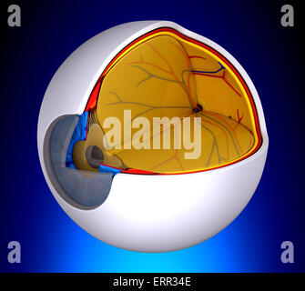 Cross-section of the human eye Stock Photo: 27703496 - Alamy