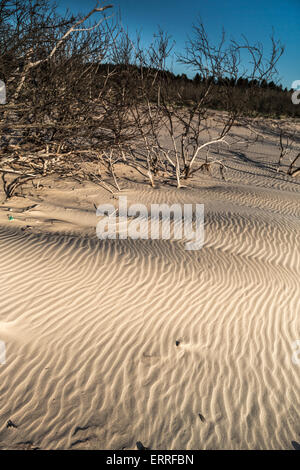 Sand ripples at Culbin beach in Scotland Stock Photo - Alamy