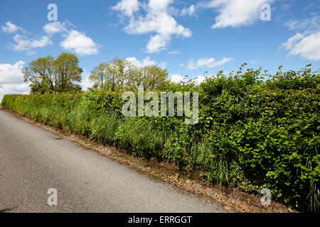 traditional irish hedgerow border of a field and local rural lane in ...