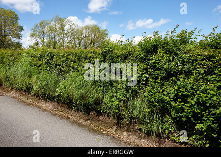 traditional irish hedgerow border of a field and local rural lane in ...