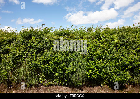 traditional irish hedgerow border of a field and local rural lane in ...