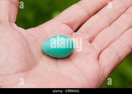 Man holding American Robin (Turdus migratorius) egg in hand - USA Stock ...