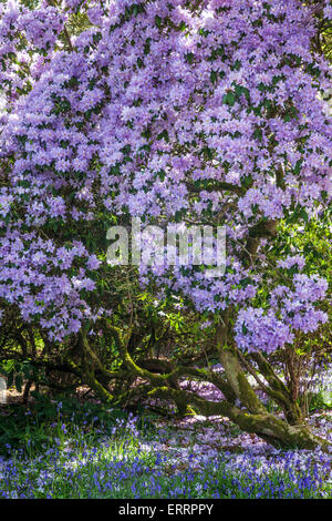 Purple rhododendron and bluebells in the woods of the Bowood Estate in ...