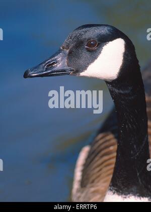 Lateral portrait of a black and white goose in a natural setting ...