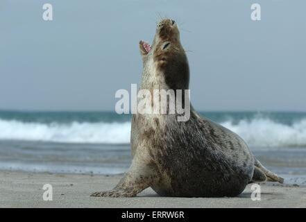 Common seal screaming Stock Photo - Alamy