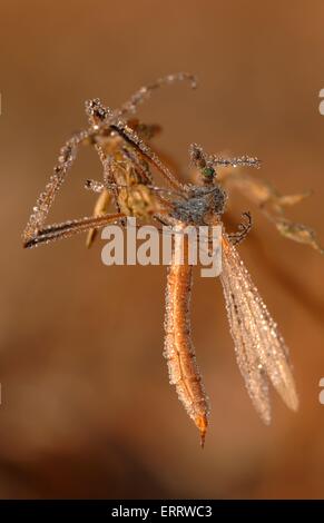 insects, midges, cranefly, gnats, insect, insects, midges, cranefly ...