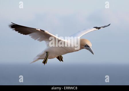 flying Northern Gannet Stock Photo - Alamy