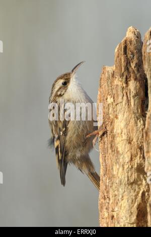 A short toed Treecreeper on a tree Stock Photo - Alamy