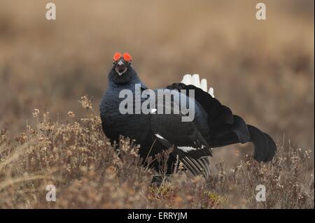 Black grouse shouting Stock Photo - Alamy