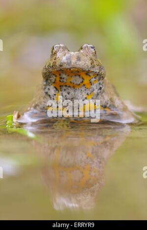 Single adult of the yellow-bellied toad, Bombina variegata hiding in a ...