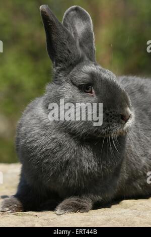 Vienna Blue Domestic Rabbit, Adult on Grass Stock Photo - Alamy