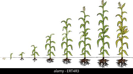 Maize Development Diagram. Stages of growth Stock Vector Image & Art ...