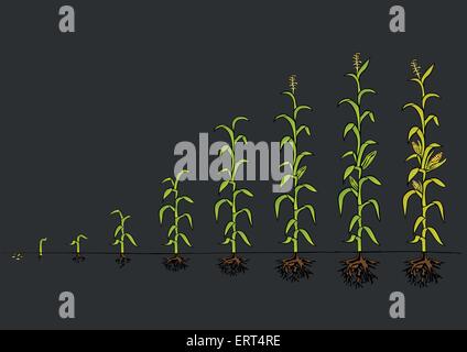 Maize Development Diagram. Stages of growth Stock Vector Image & Art ...