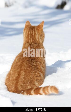 red tomcat in snow Stock Photo - Alamy