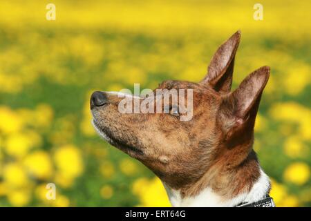 Outdoor portrait (side view) of basenji dog sitting on the ground ...