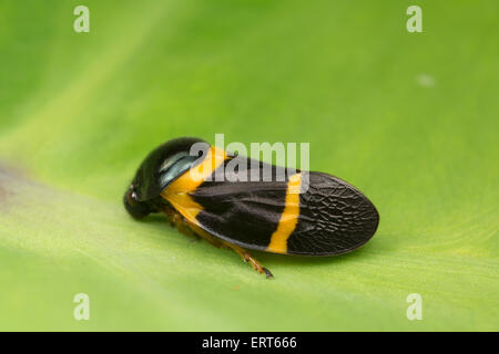 Cercopidae are the largest family of Cercopoidea, a xylem-feeding Stock ...