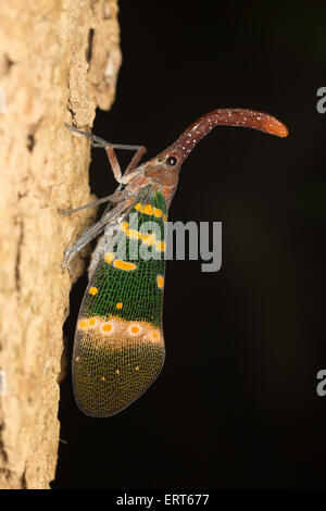 Pyrops karenia, lantern bug Stock Photo - Alamy