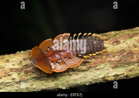 A female Trilobite Beetle (Platerodrilus ruficollis) on a log in the ...