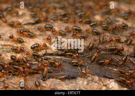 Nasute termites (Hospitalitermes sp) in Khao Yai National Park ...