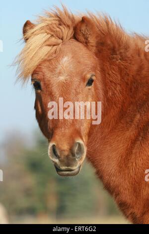 Shetland Pony Portrait chestnut adult seen against white background ...