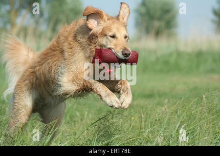 Golden Retriever, retrieves dummy Stock Photo - Alamy