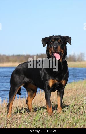SIDE VIEW OF ROTTWEILER STANDING OUTSIDE/ ENGLAND Stock Photo - Alamy