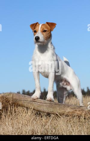 standing Parson Russell Terrier at autumn Stock Photo - Alamy
