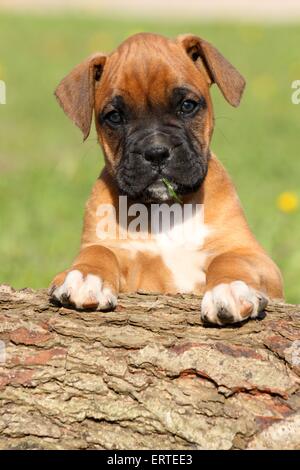 half breed dog (German Shorthaired Pointer/Harz Fox dog) - lying Stock ...