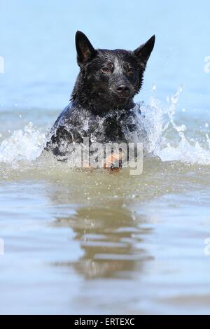 running Australian Cattle Dog Stock Photo - Alamy