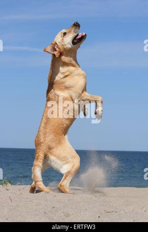 Yellow Labrador retriever jumping into water Stock Photo - Alamy