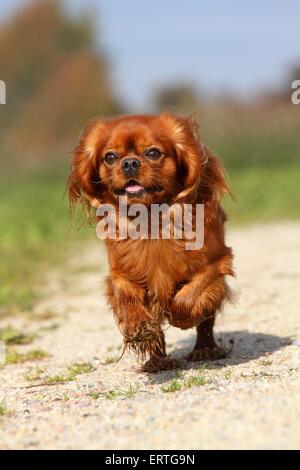 Running Cavalier King Charles Spaniel puppy at forest Stock Photo - Alamy
