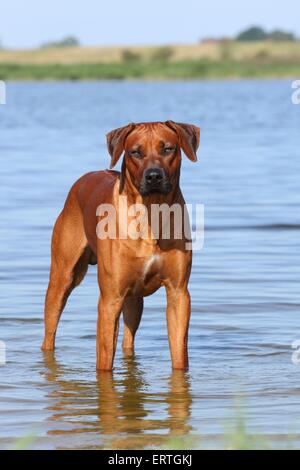 bathing Rhodesian Ridgeback Stock Photo - Alamy